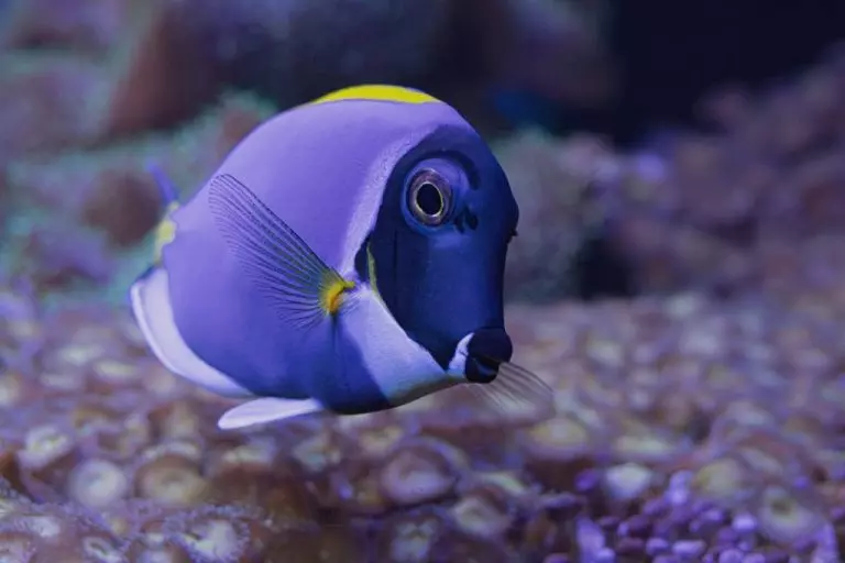 Tang Compatibility Guide for Reef Tanks